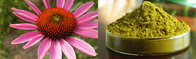 Factory sell echinacea extract echinacea purpurea extract echinacea powder