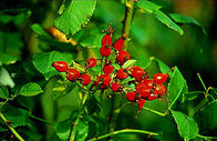 Rose Hips Extract Powder with 5%-20% Rose Polyphenols/Vitamin C 5-17%