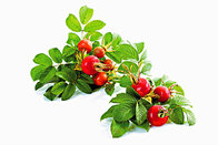 Rose Hips Extract Powder with 5%-20% Rose Polyphenols/Vitamin C 5-17%