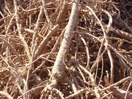Glycyrrhiza glabara/Licorice Root Extract / Radix Glycyrrhiza Extract with Glycyrrhizic Acid Powder